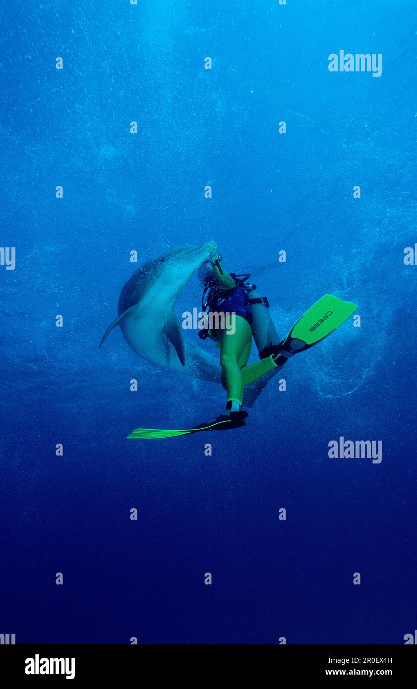 Grosser Tuemmler und Taucher, Delfin, Delphin, bottl, bottlenose ...