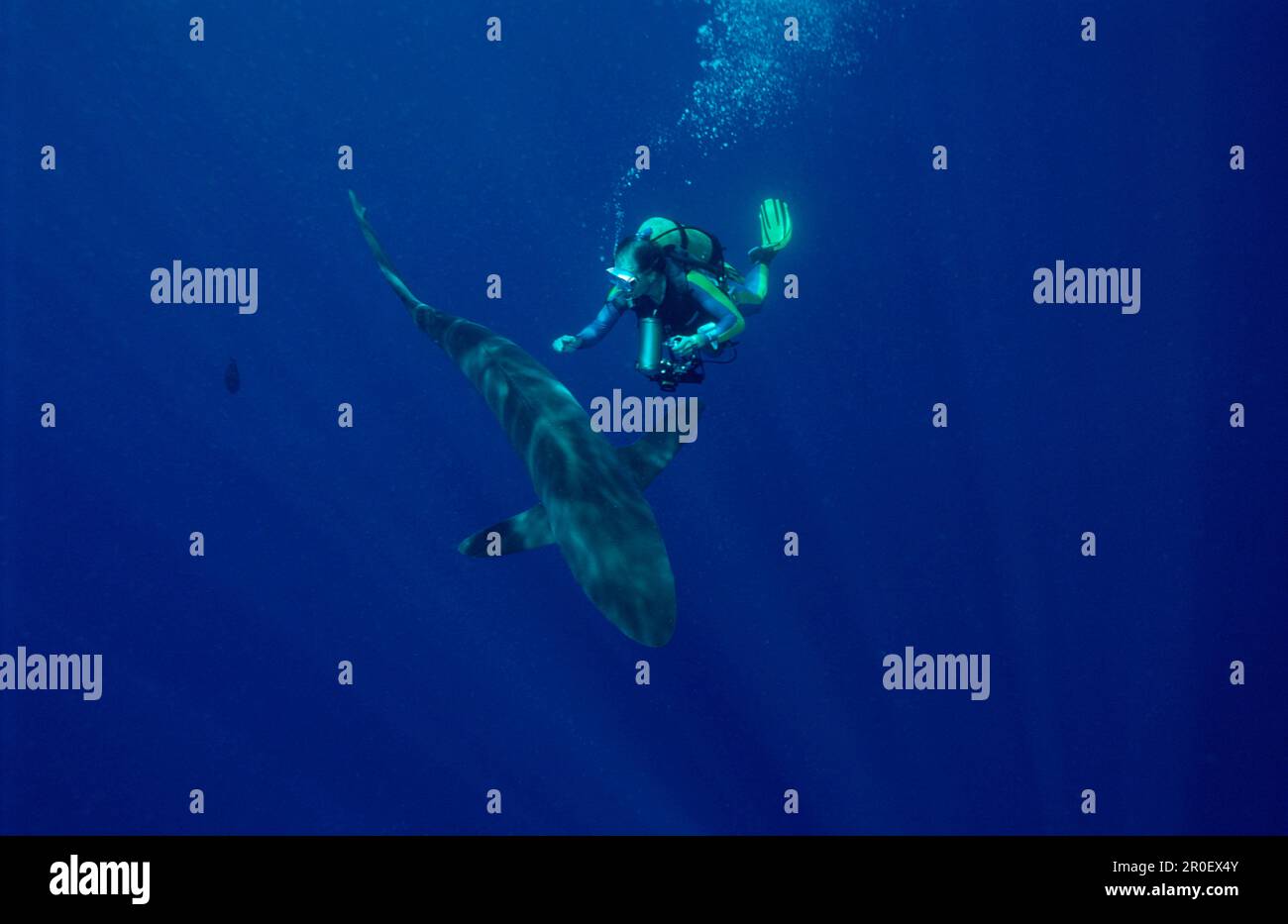 Silky shark and scuba diver, Carcharhinus falciformis, Egypt, Red Sea ...