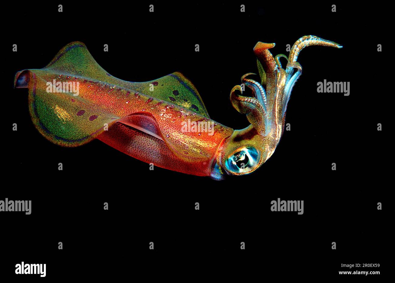 Reef squid at night, Sepioteuthis lessoniana, Egypt, Red Sea, Brother ...