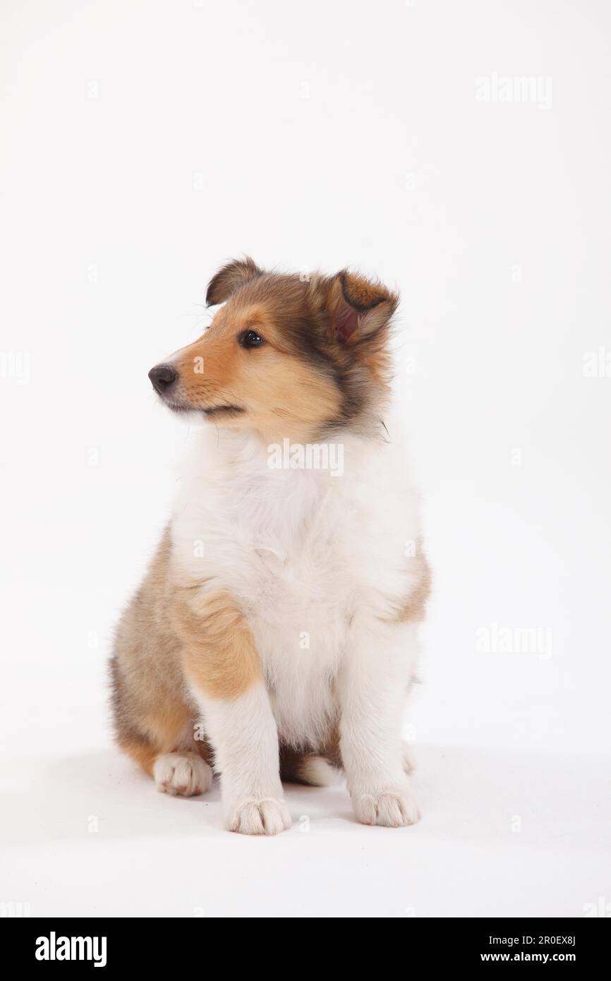 Collie, puppy, 8 weeks, sable-white Stock Photo - Alamy