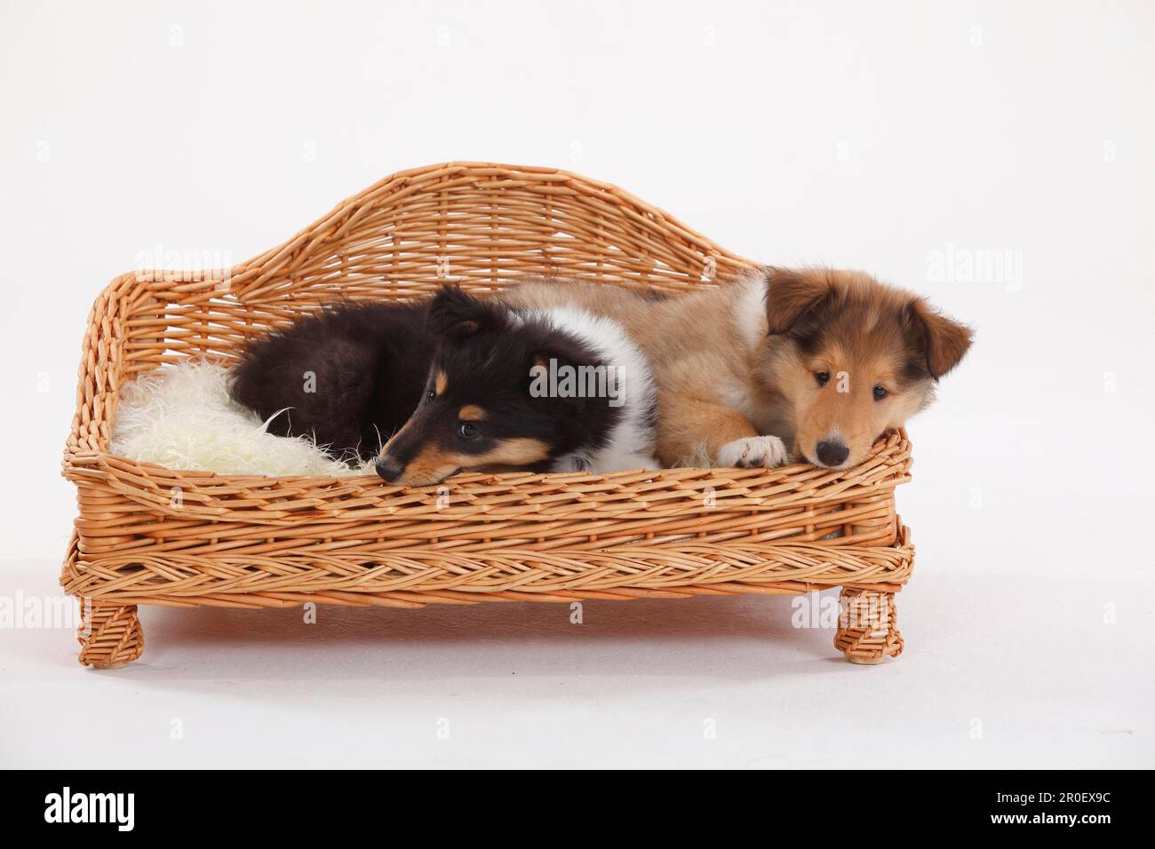 Rough collie puppies hi-res stock photography and images - Alamy