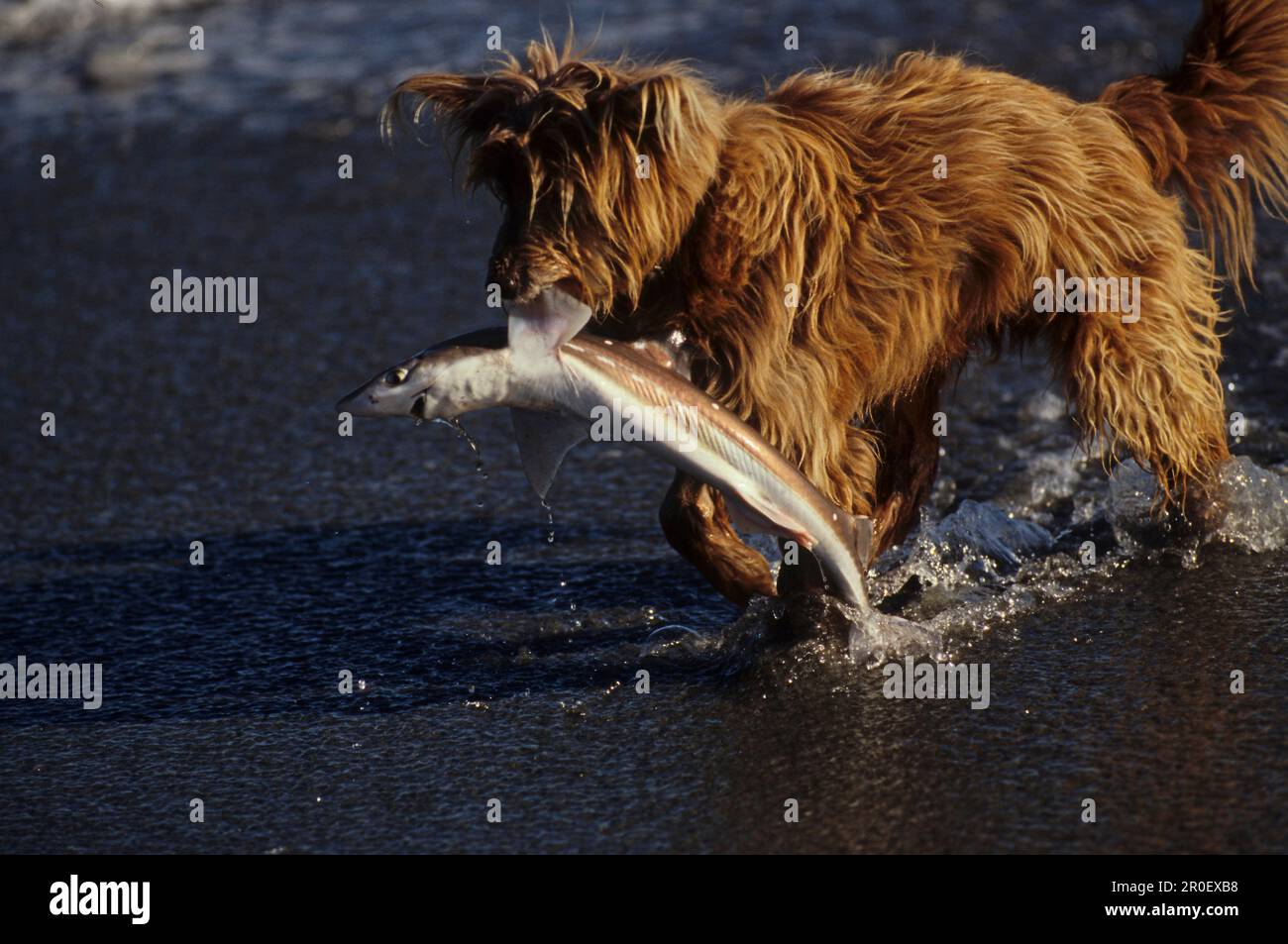 Charlie the dog catches a shark, Fishing dog, Charlie catches a baby ...