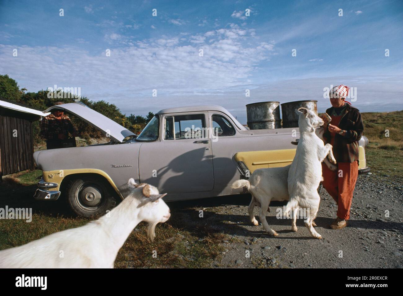 Feeding goats, Gillespies Beach, NZ, Mary feeding goats, old Ford ...