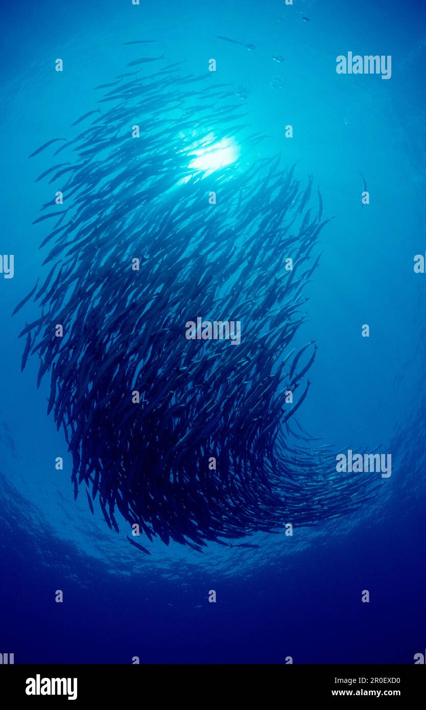 Blackfin barracuda, Sphyraena qenie, Papua New Guinea, Pacific ocean ...