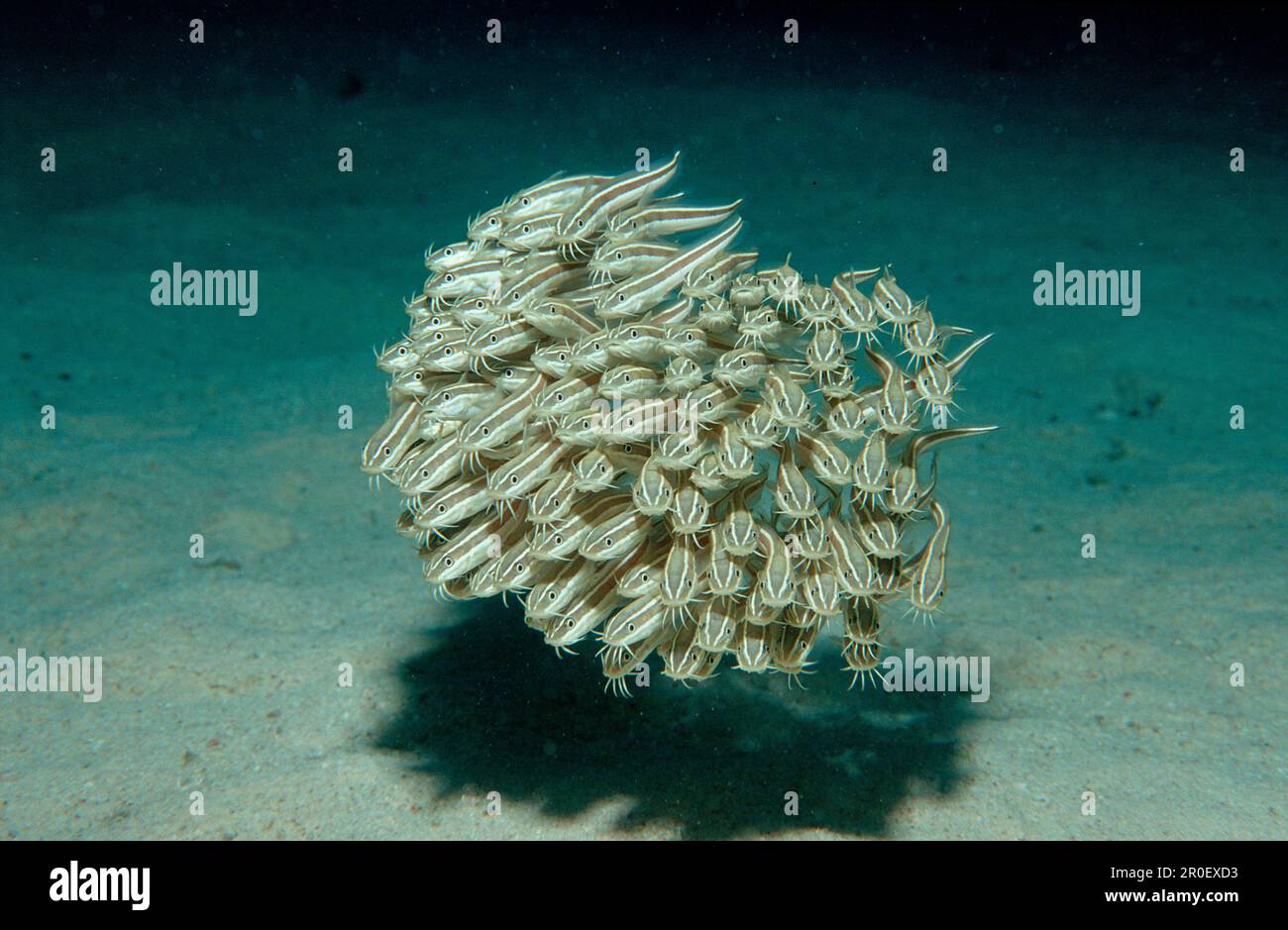 Striped eel catfish, Ploto, Plotosus lineatus Stock Photo - Alamy