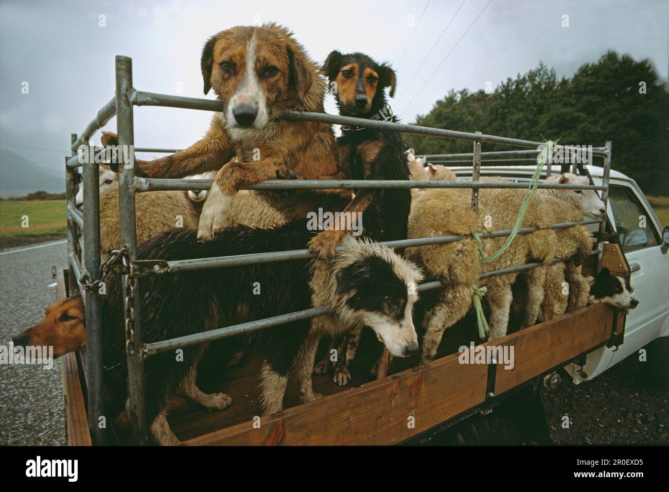 Sheep dogs in pick-up truck, NZ, Working dogs in truck, South Island ...