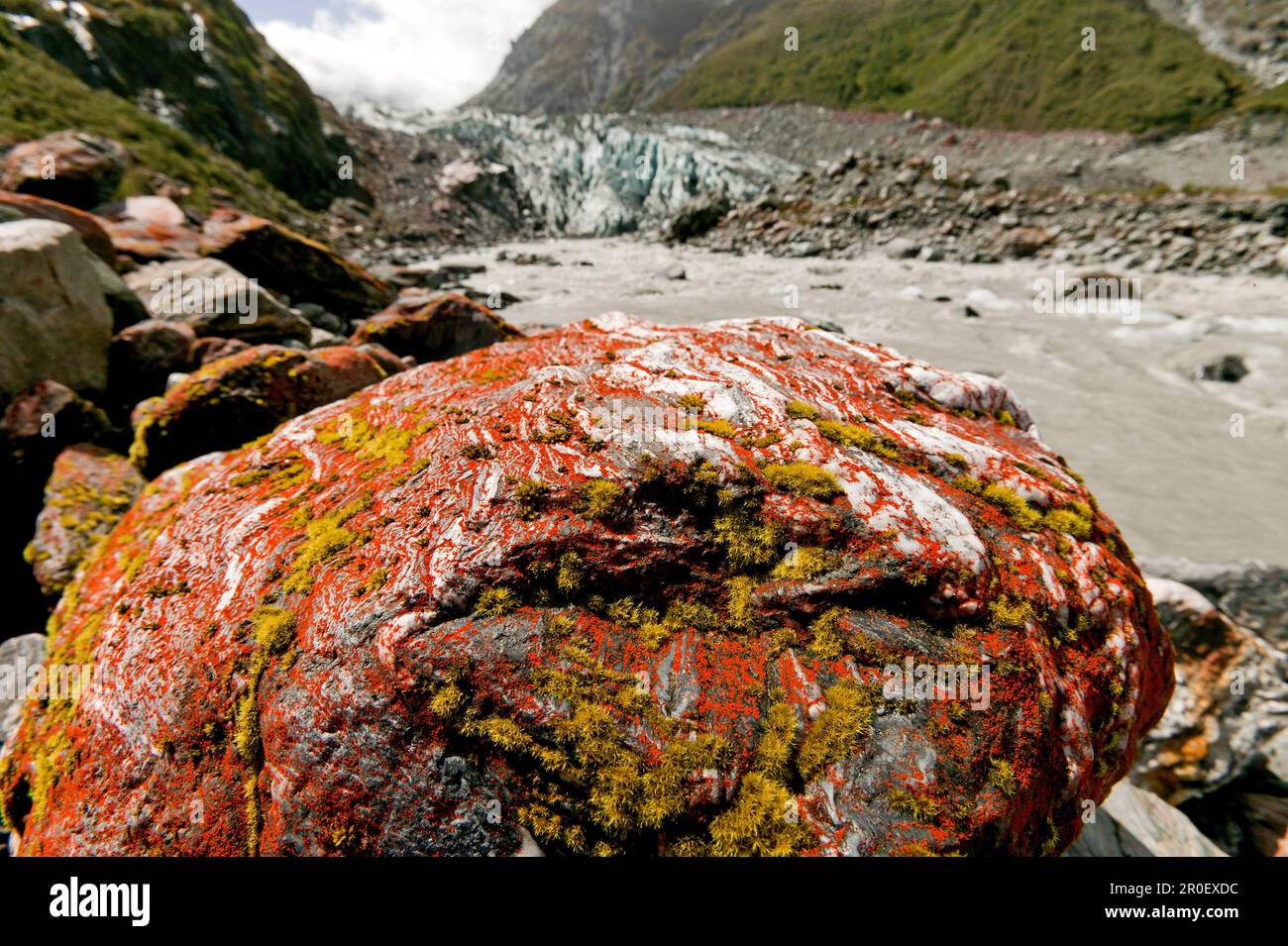 Red lichen on a rock, Fox Glacier, Westland National Park, South Island ...