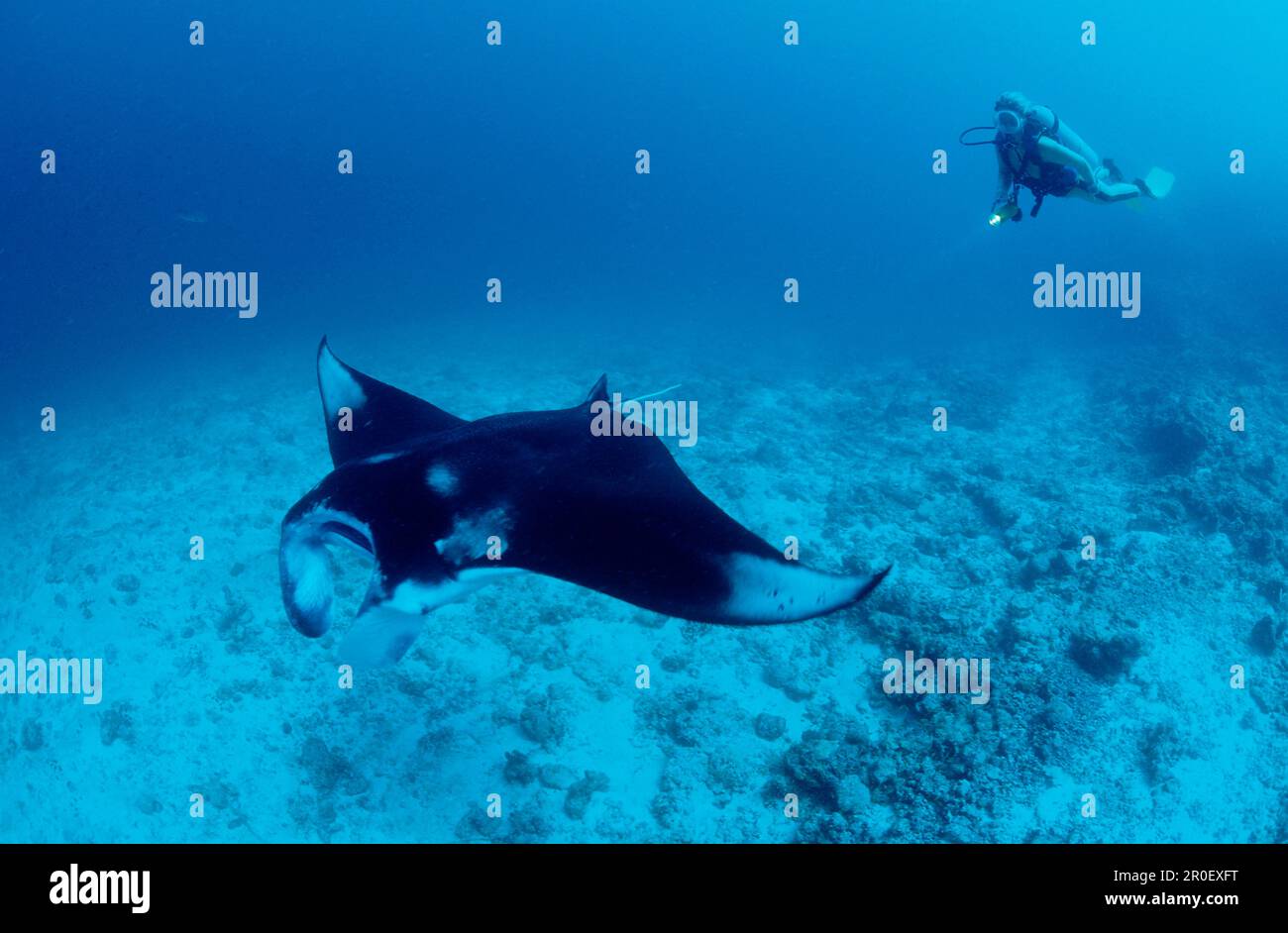 Manta ray and Diver, Manta Birostris, Maldives, Indian Ocean, Meemu ...