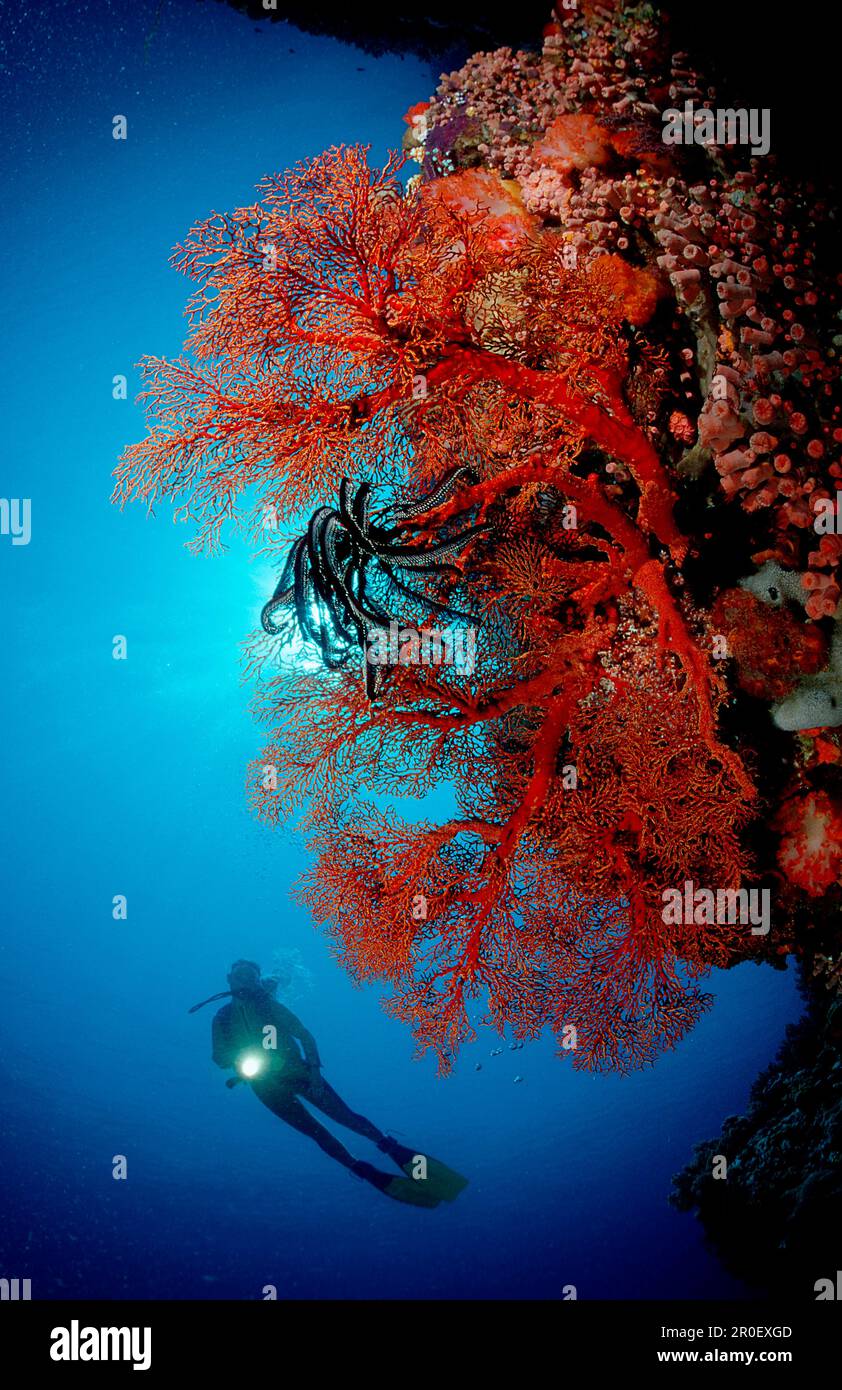 Scuba diver and coral reef, Indonesia, Bali, Indian Ocean Stock Photo ...
