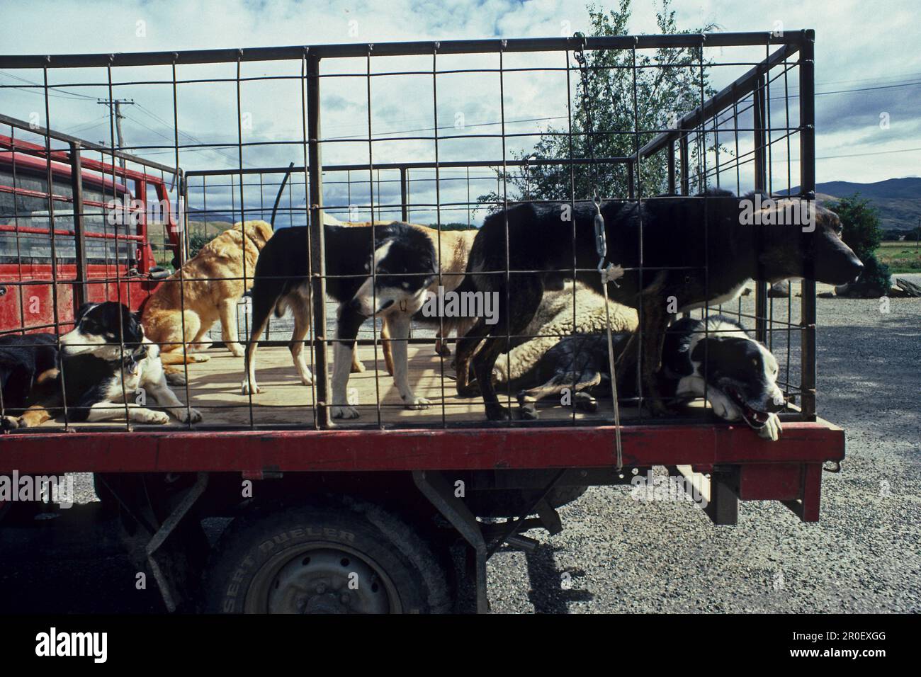 Sheep dogs in pick-up truck, NZ, Working dogs in truck, South Island ...