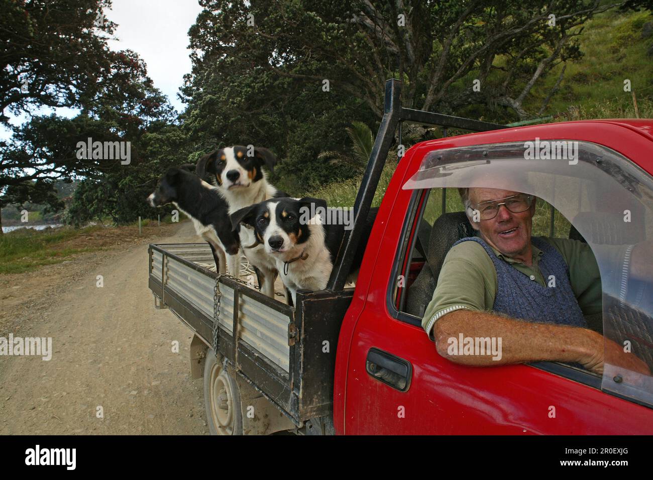 Farmer with dogs in pick-up truck, Port Jackson Road, Coromandel ...