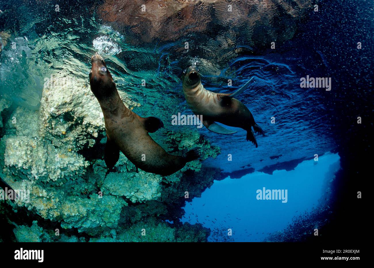 Galapagos Sea Lion, Zalophus californianus wollebacki , Ecuador, South ...
