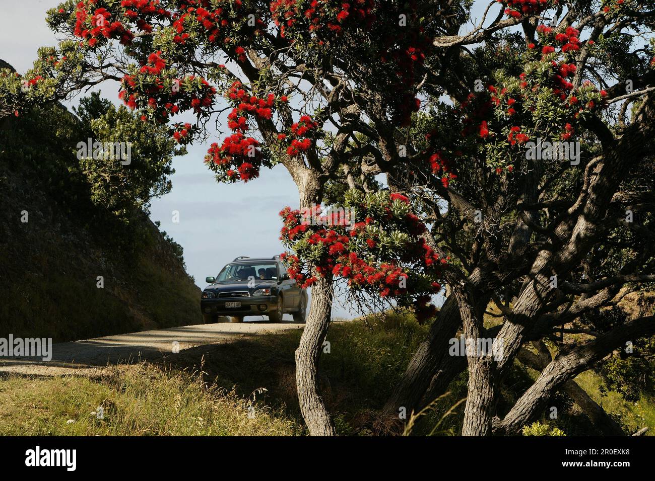 Red flowering Pohutukawa tree, coastal road, Coromandel Peninsula ...