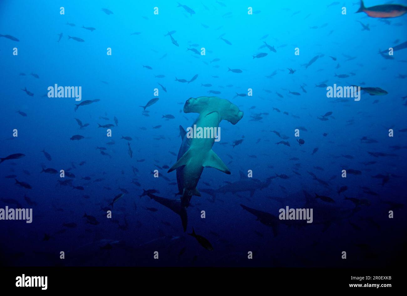 Scalloped Hammerhead Sharks Sphyrna Lewini Ecuador South America