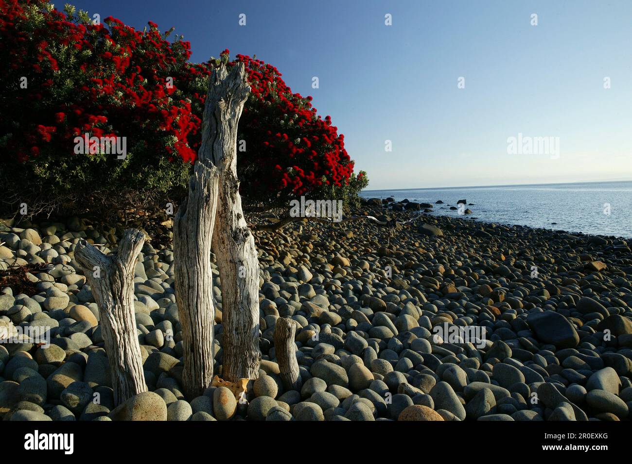 Red flowering Pohutukawa tree on the waterfront in the sunlight ...