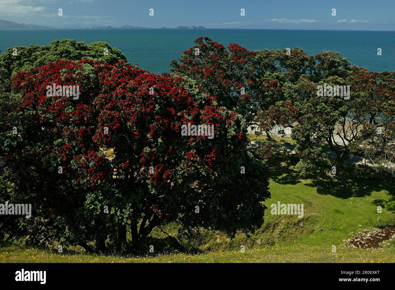 Red flowering Pohutukawa tree, Coromandel Peninsula, North Island, New ...