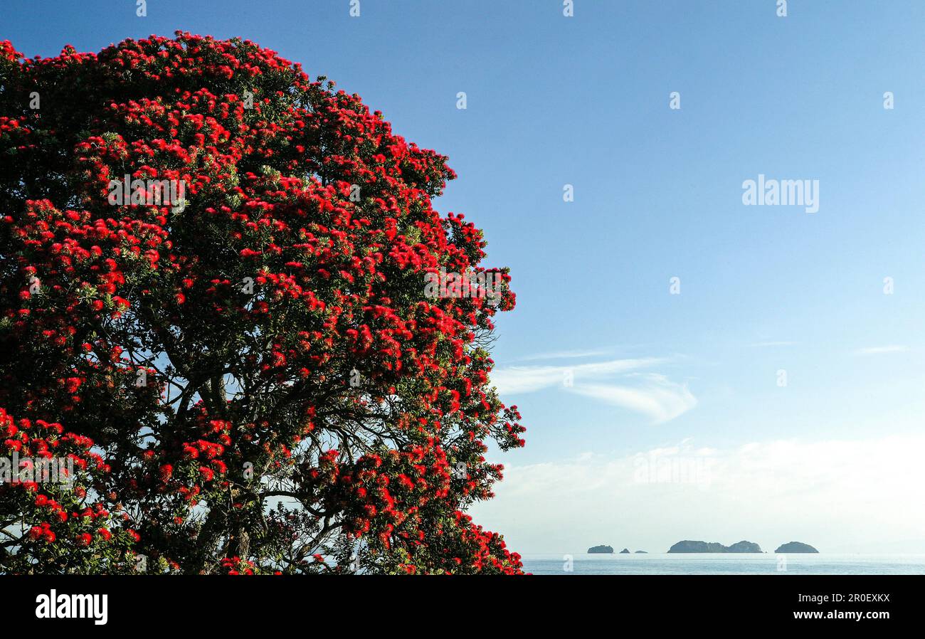 Red flowering Pohutukawa tree on the waterfront in the sunlight ...