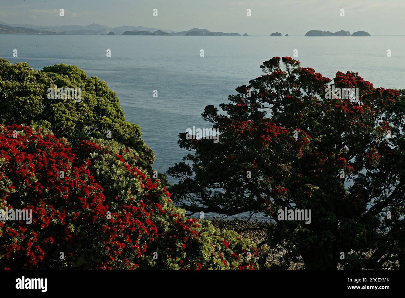 Red flowering Pohutukawa tree, coastal road, Coromandel Peninsula ...