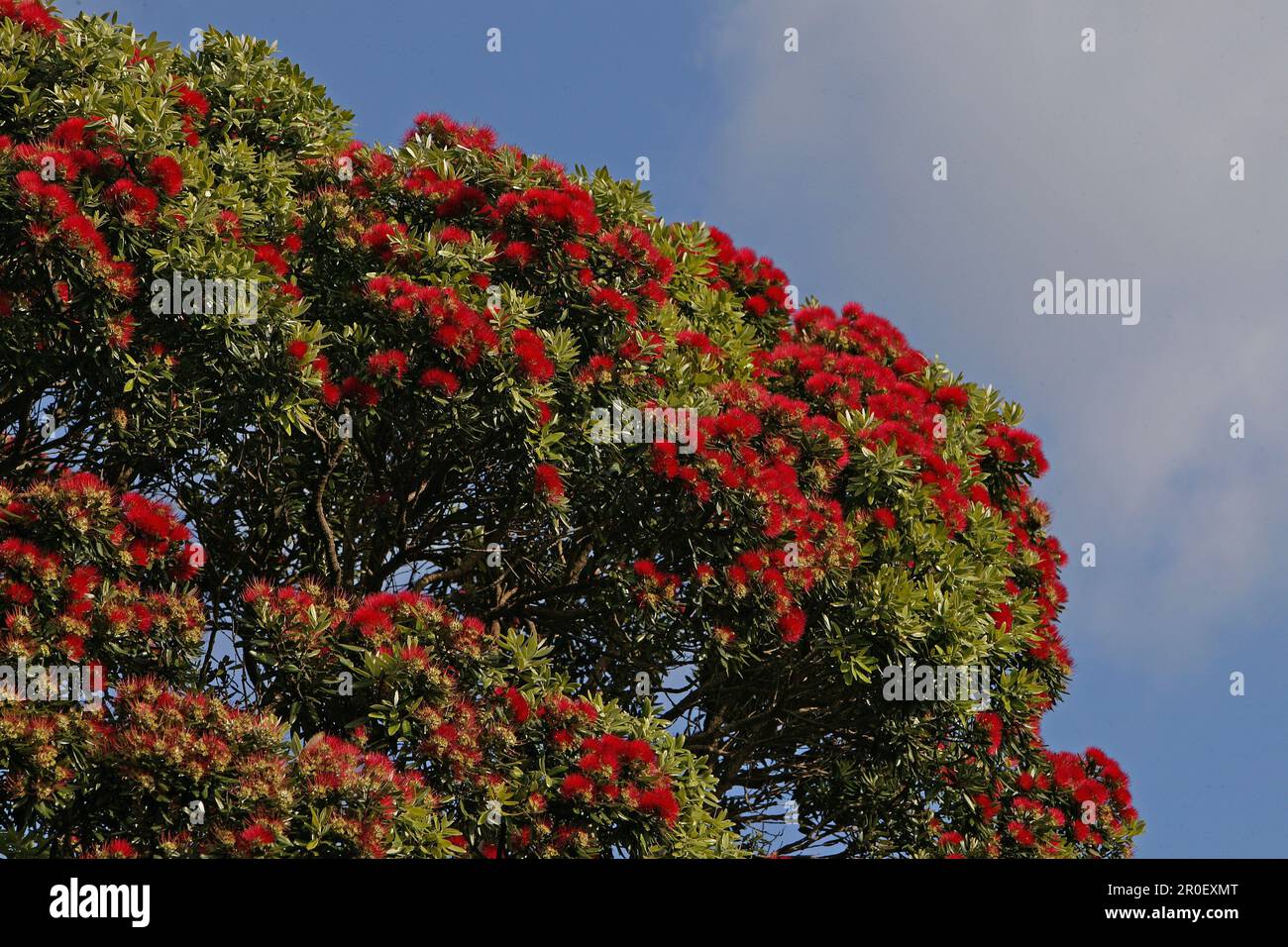 Red flowering Pohutukawa tree in the sunlight, Coromandel Peninsula ...