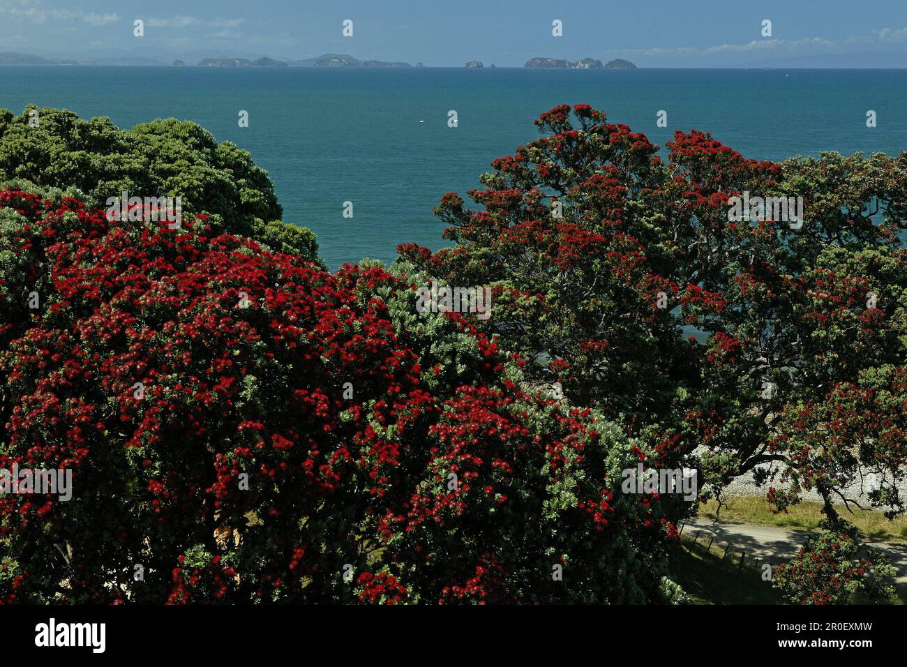 Red flowering Pohutukawa tree on the waterfront in the sunlight ...