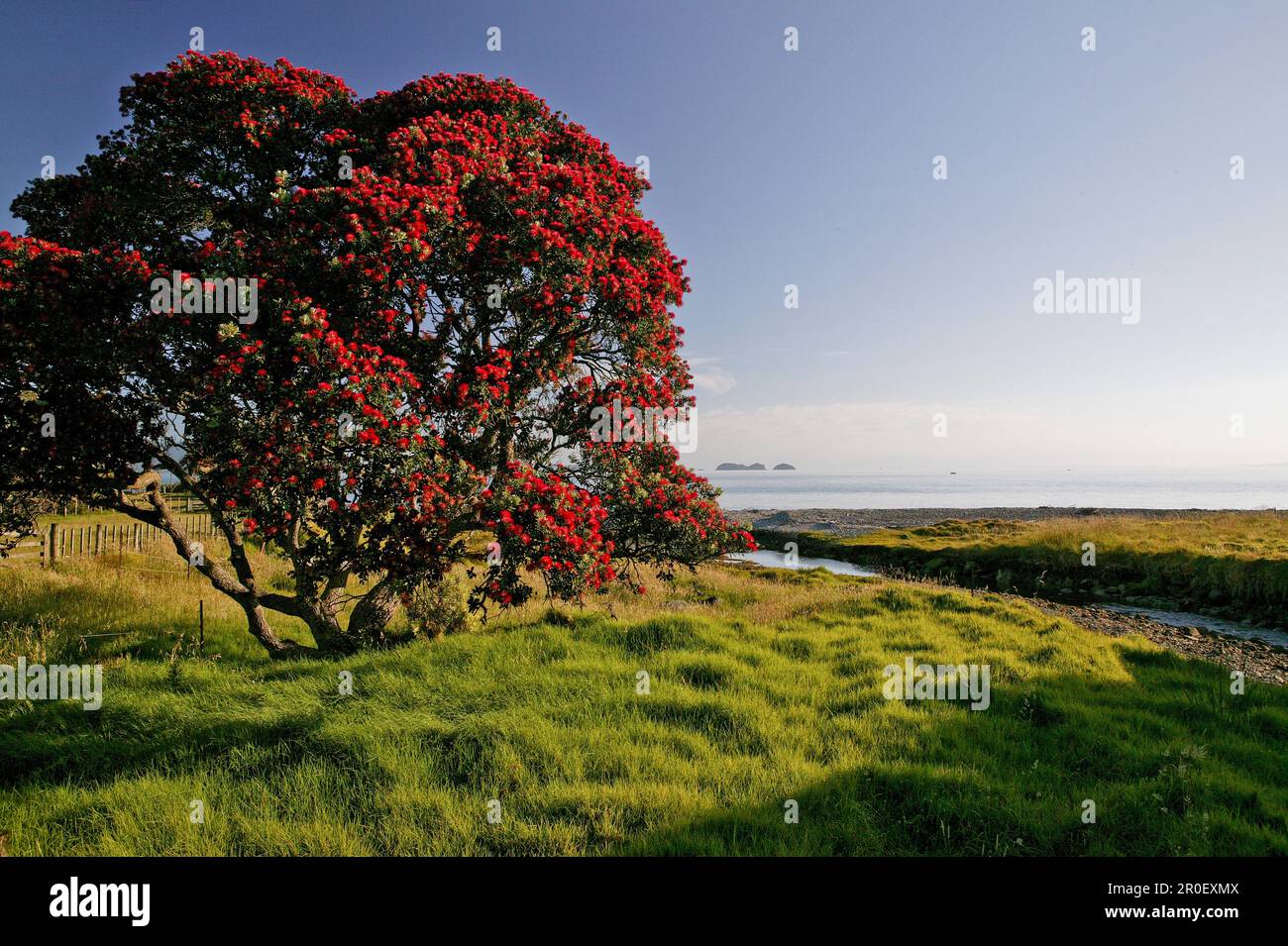 Red flowering Pohutukawa Tree, Pohutukawa Coast, Coromandel Peninsula ...