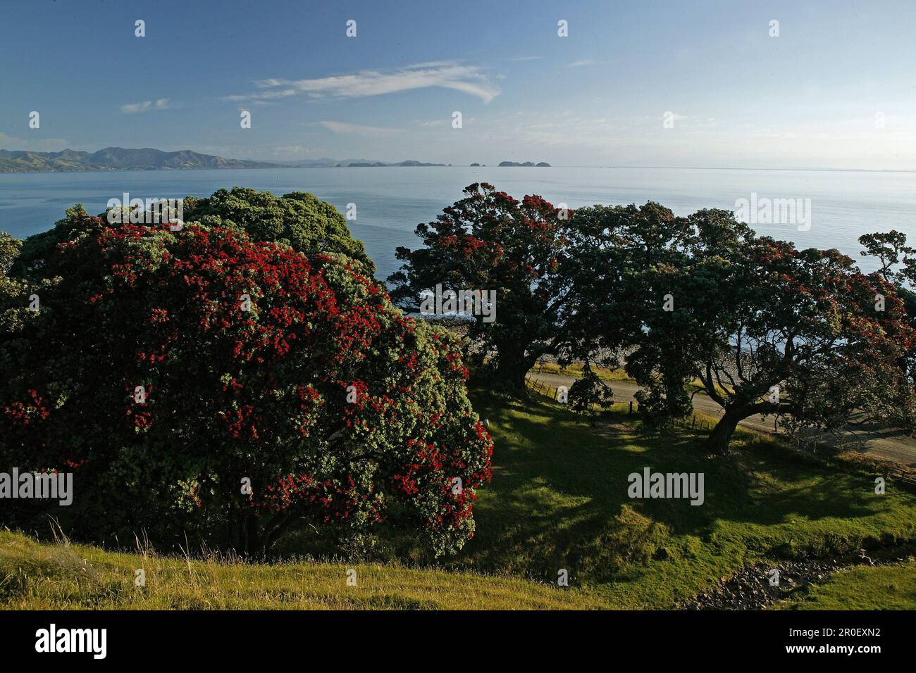 Red flowering Pohutukawa tree on the waterfront in the sunlight ...