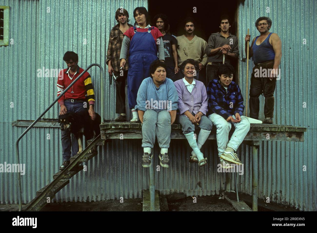 Sheep shearing team in front of shed, Portrait of Maori and Pakeha ...