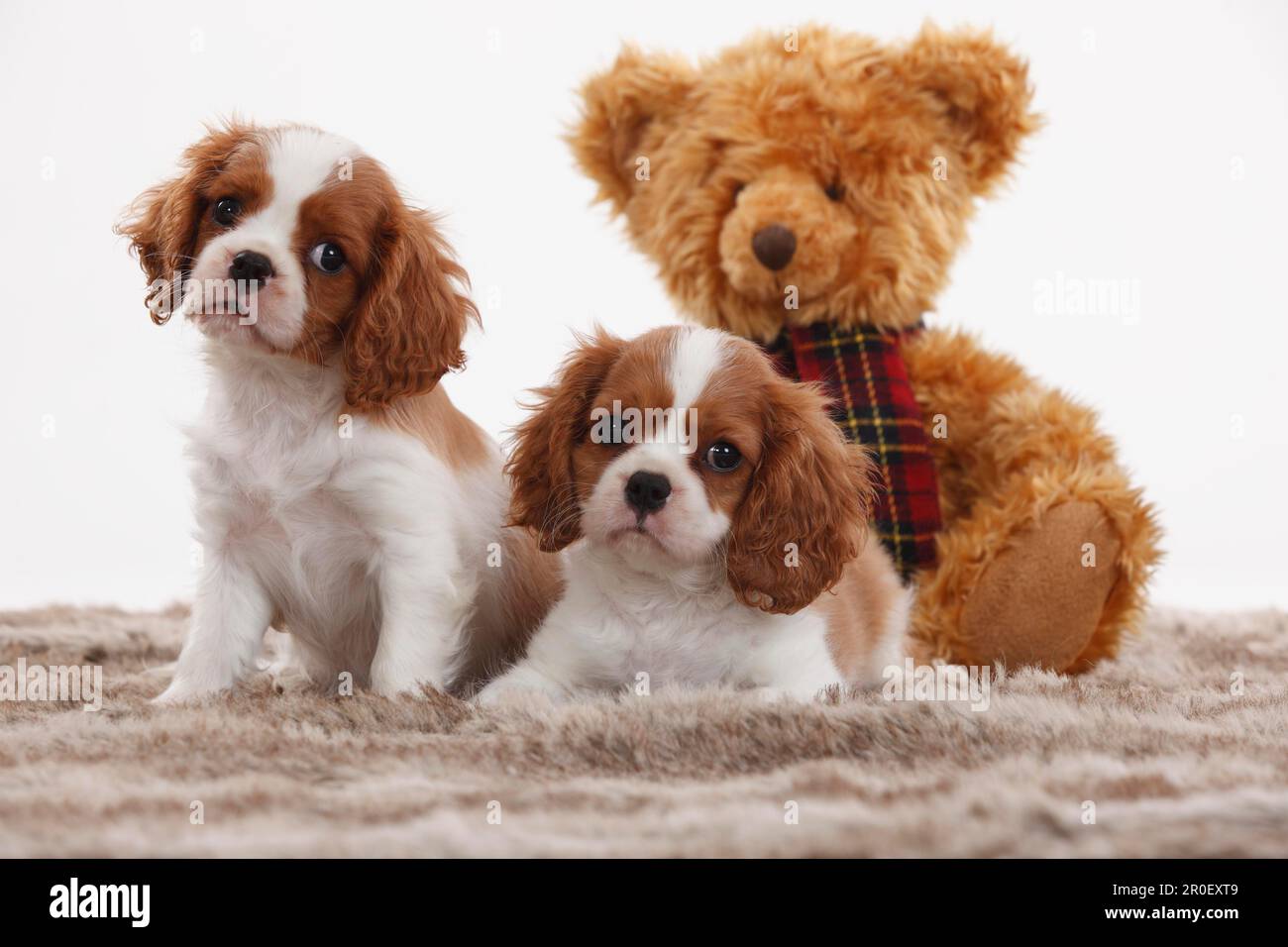 Cavalier King Charles Spaniel, puppies, Blenheim, 10 weeks Stock Photo ...