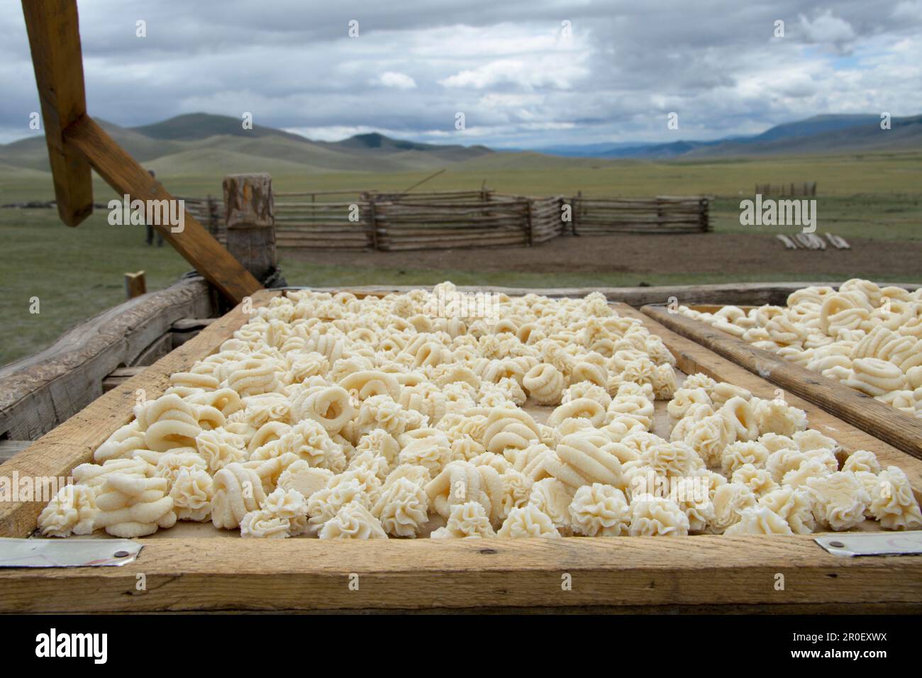 Drying curd in the steppe, Selenge, Mongolia Stock Photo - Alamy