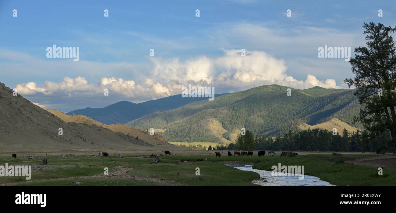 Yak journey hi-res stock photography and images - Alamy