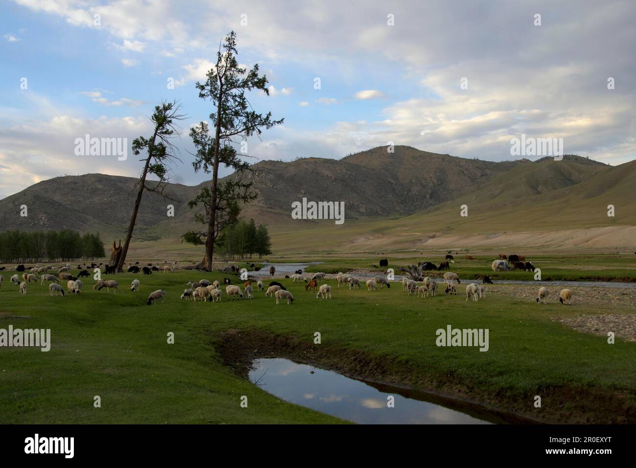 Flock of sheep at the Ider, Selenge, Mongolia Stock Photo - Alamy