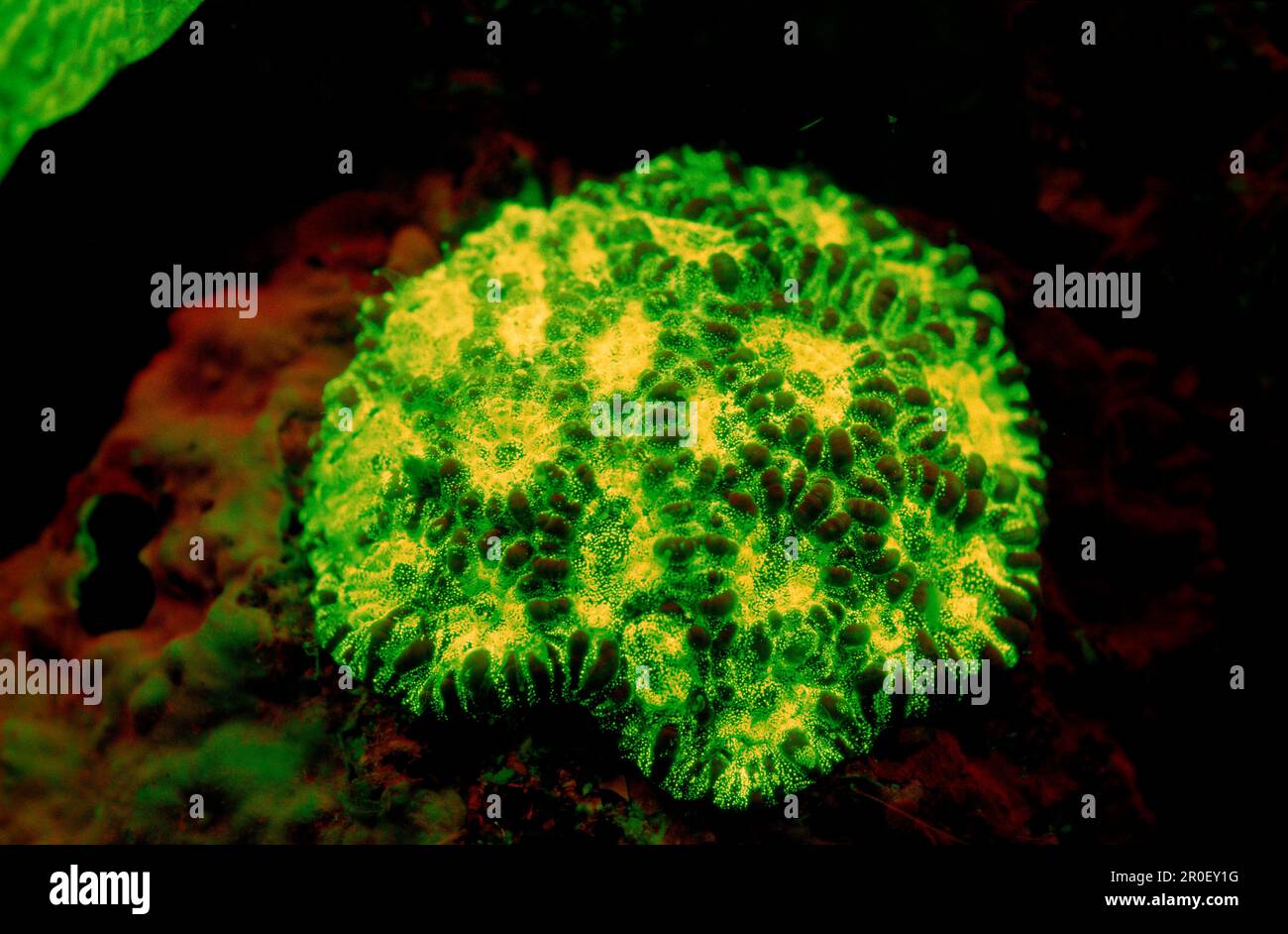 Fluorescent hard coral, Coral fluorescence Stock Photo - Alamy