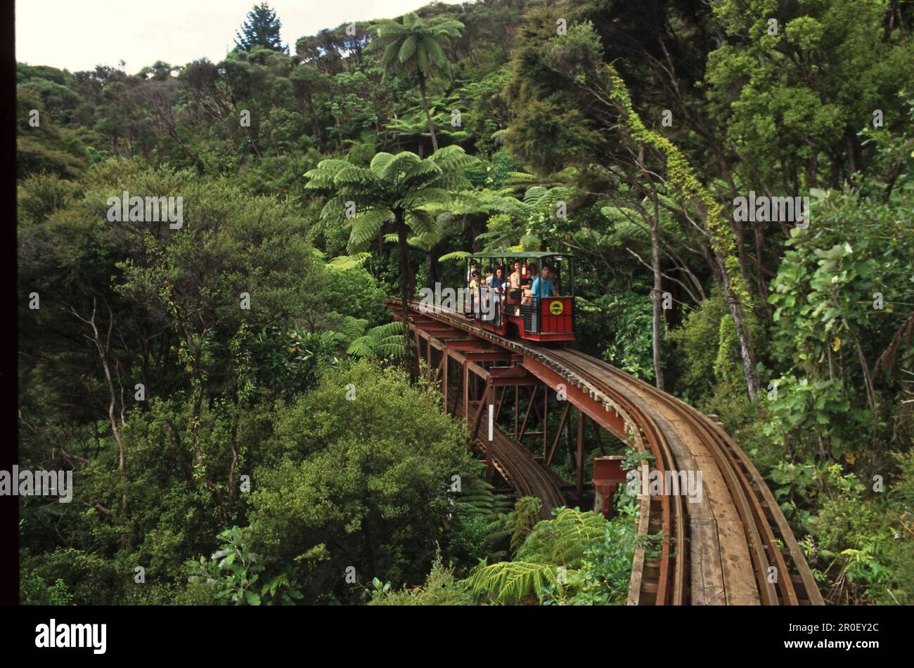 People driving by Creek Railway through rainforest, Coromandel ...