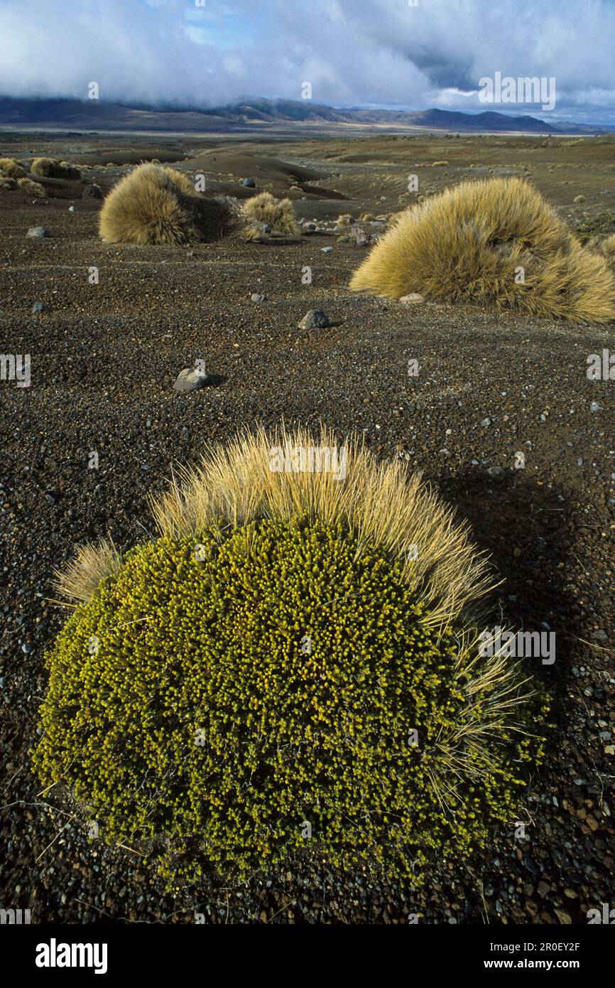 Volcanic landscape of lava and tussock grass, Rangipo Desert, Tongariro ...