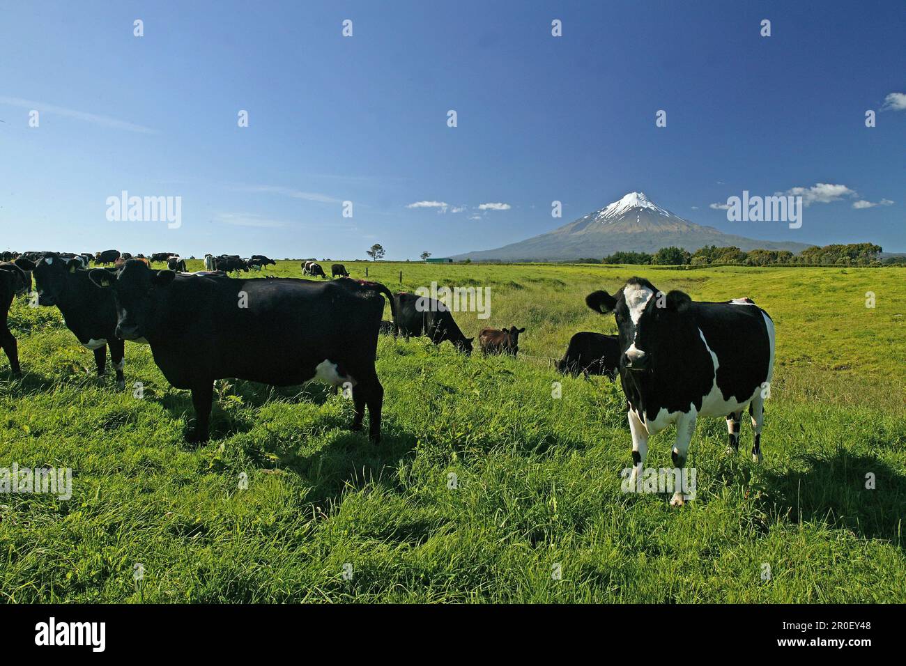 Dairy cows taranaki north island hi-res stock photography and images ...