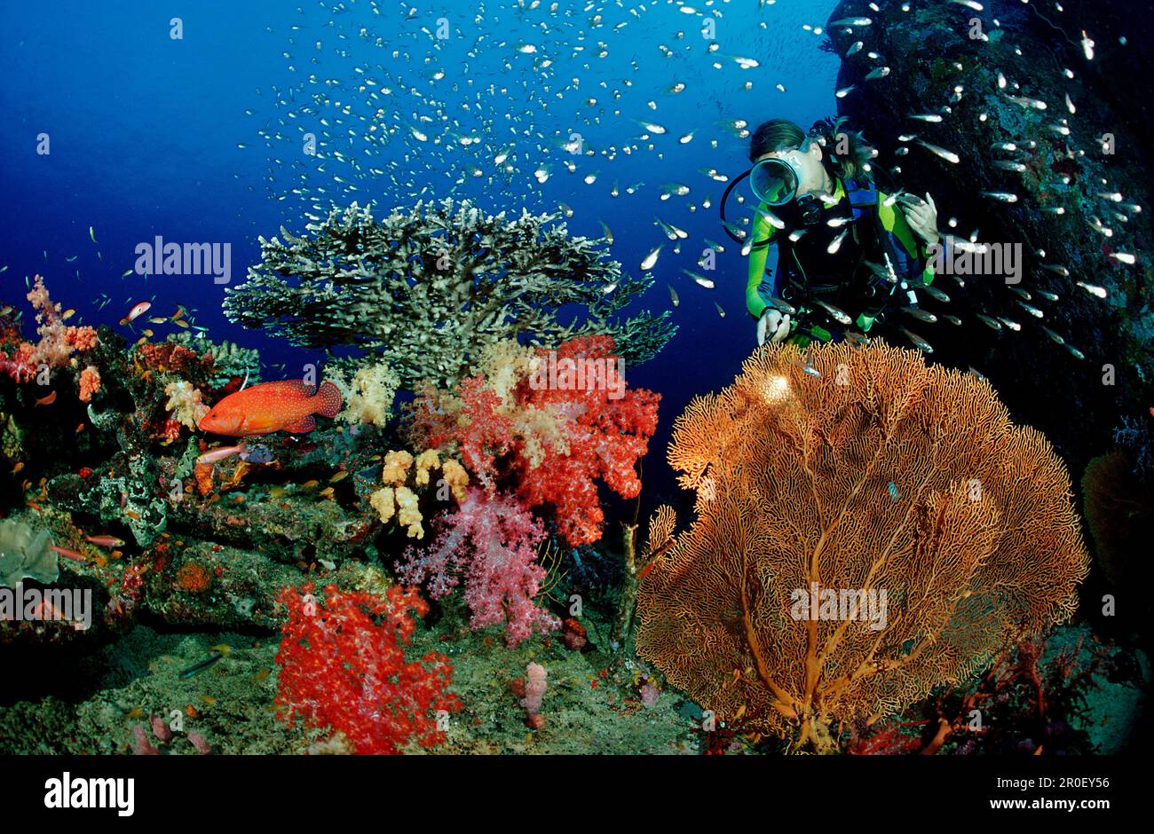 Korallenriff und Taucher, Coral reef and scuba div, Coral reef and ...