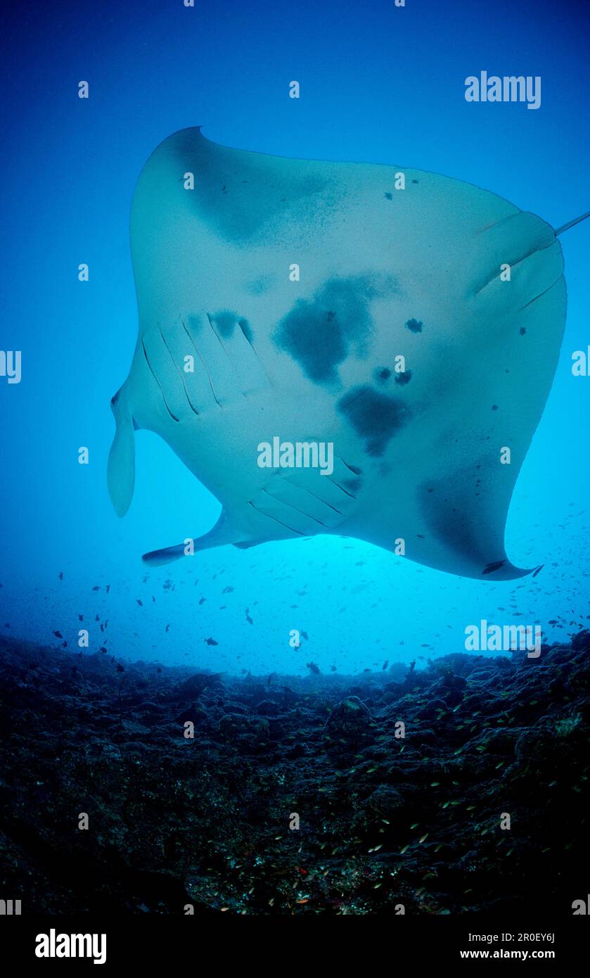 Manta ray, Manta Birostris, Maldives, Indian Ocean, Meemu Atoll Stock ...