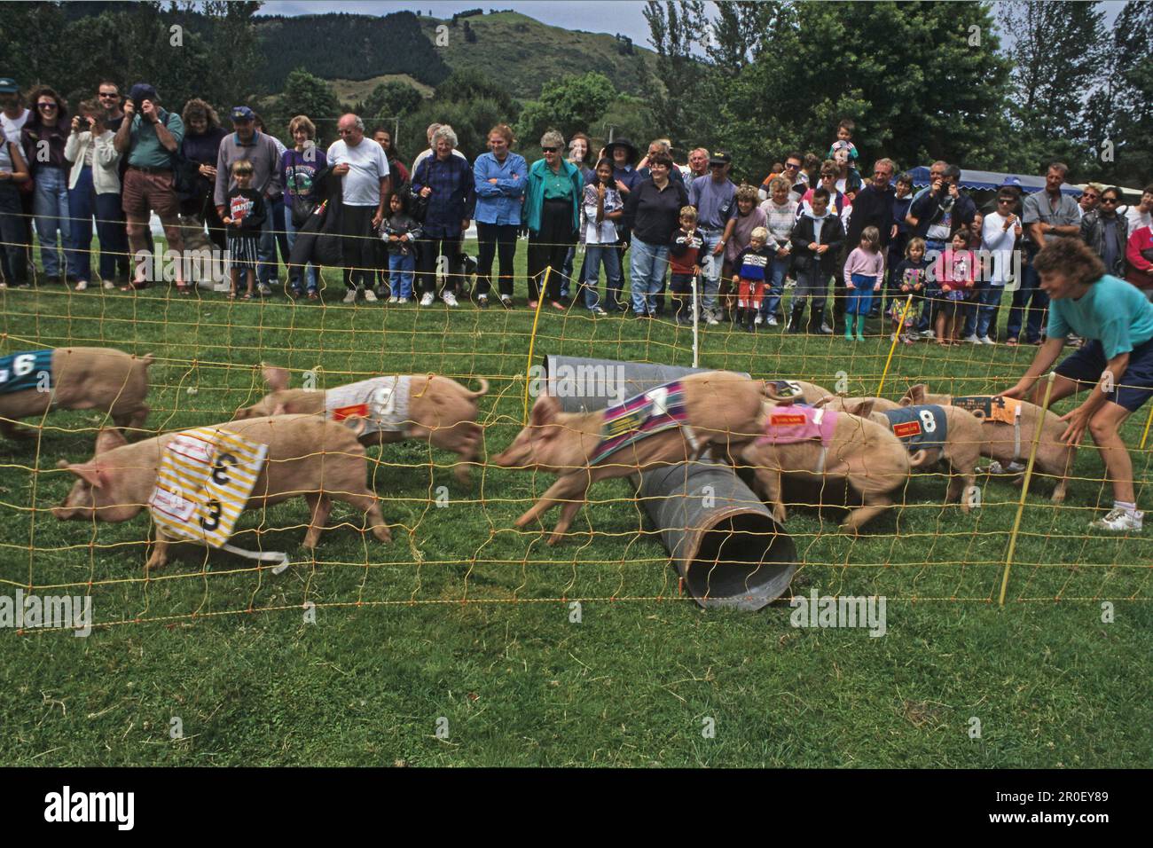 Pig race, Schweinerennen, Rotorua, Agricultural and Pastoral Show, A+P ...