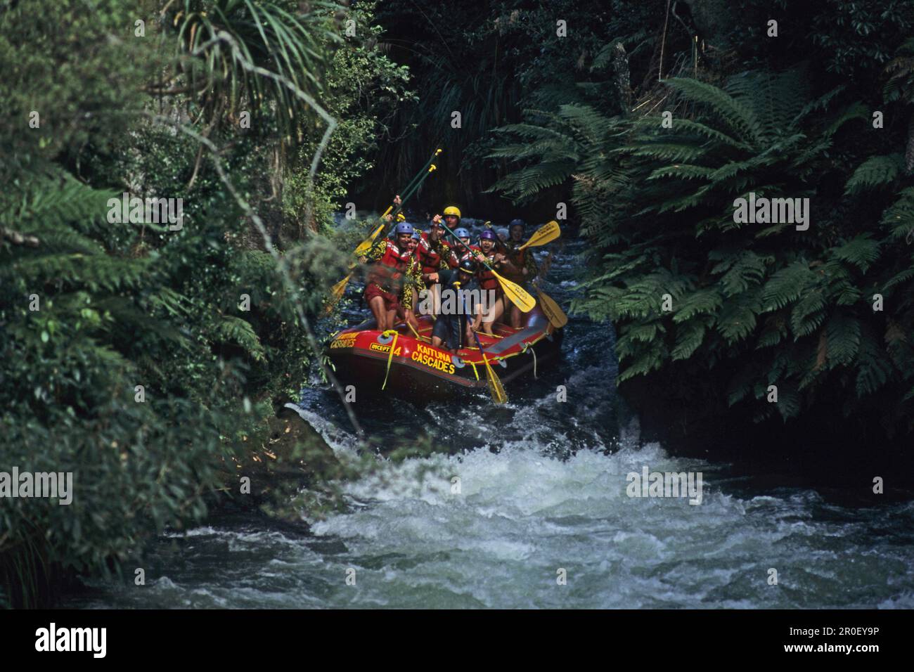 White water rafting, Kaituna River, Schlauchbootfahrt, Wildwasser, bei ...