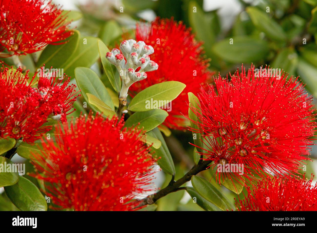 Pohutukawa flower, (Rata) close-up, red flowers, native Pohutukawa tree ...