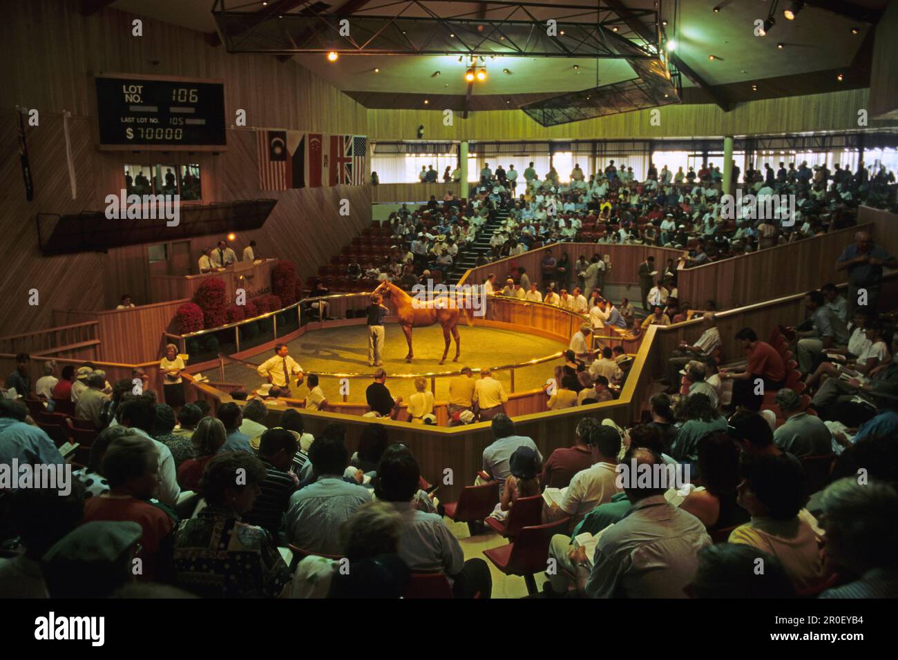 Horse auction, Race horse auction, Yearling Sales, Te Karaka, Gisborne ...