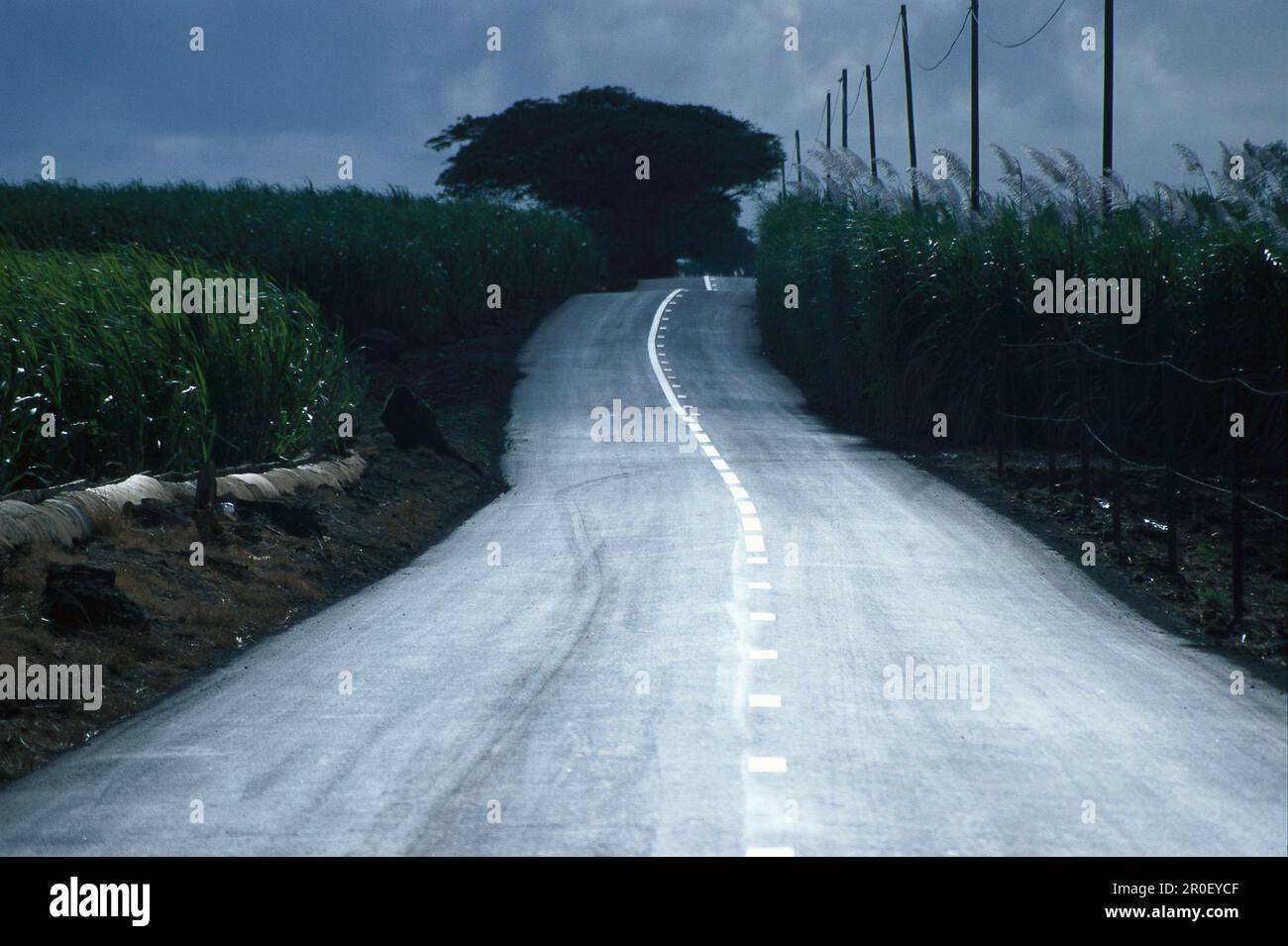 Country road amidst sugar cane fields, Mauritius, Africa Stock Photo ...