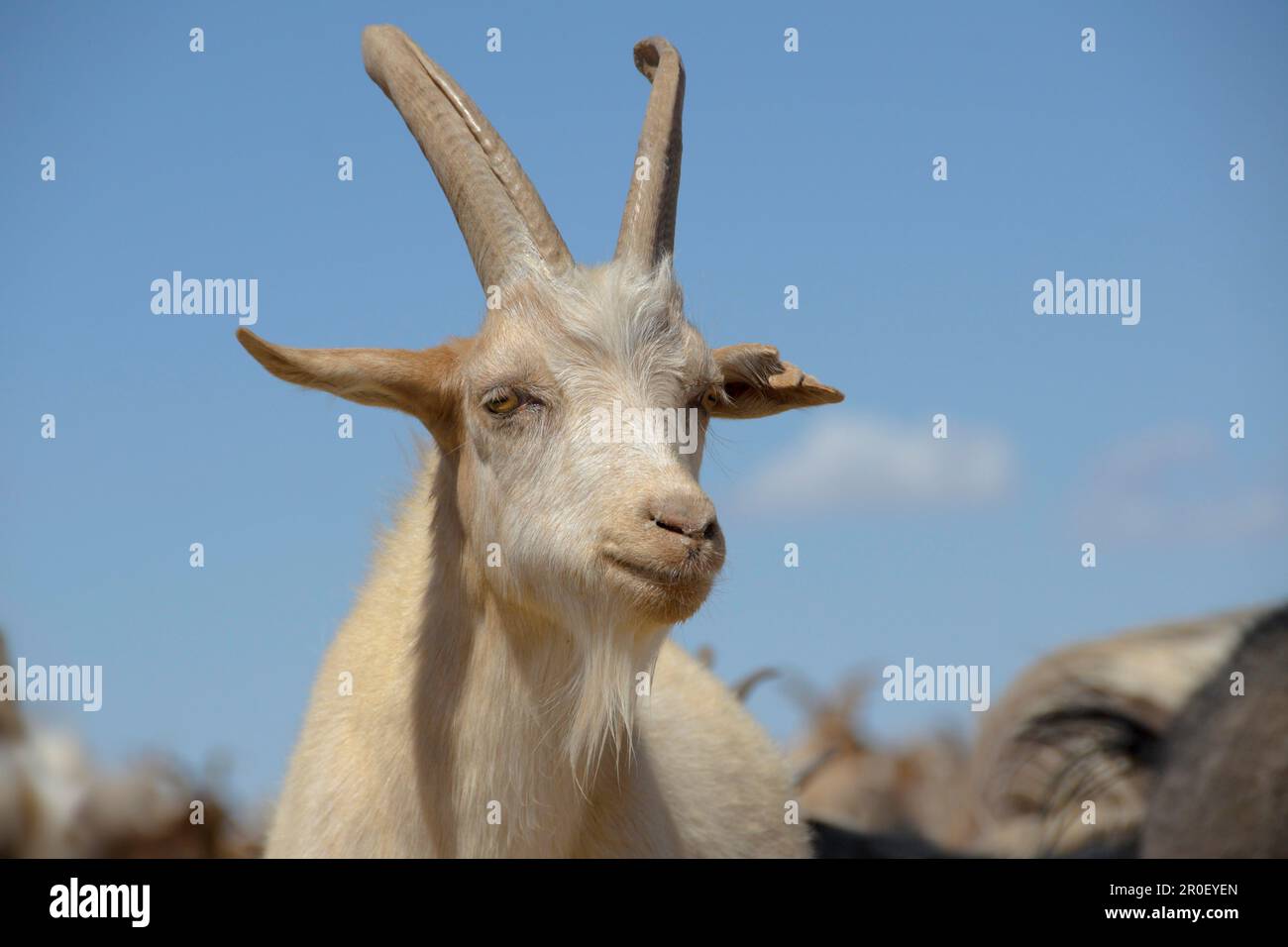 Mongolia goat hi-res stock photography and images - Alamy
