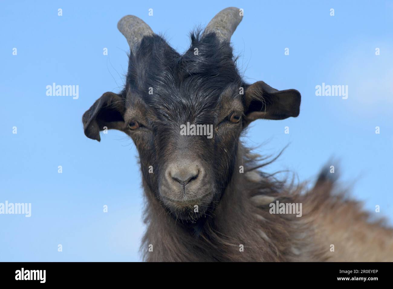 Cashmere goat, Oemnoe-Gobi, Mongolia Stock Photo - Alamy