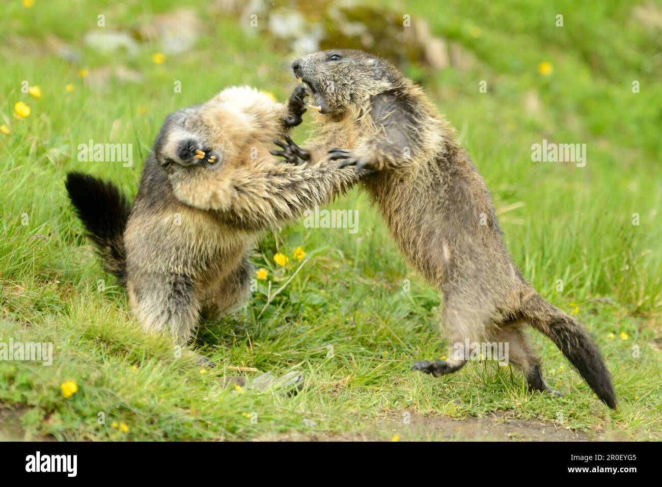Alpine Marmot (Marmota marmota), Hohe Tauern National Park, Grossglockner High Alpine Road ...