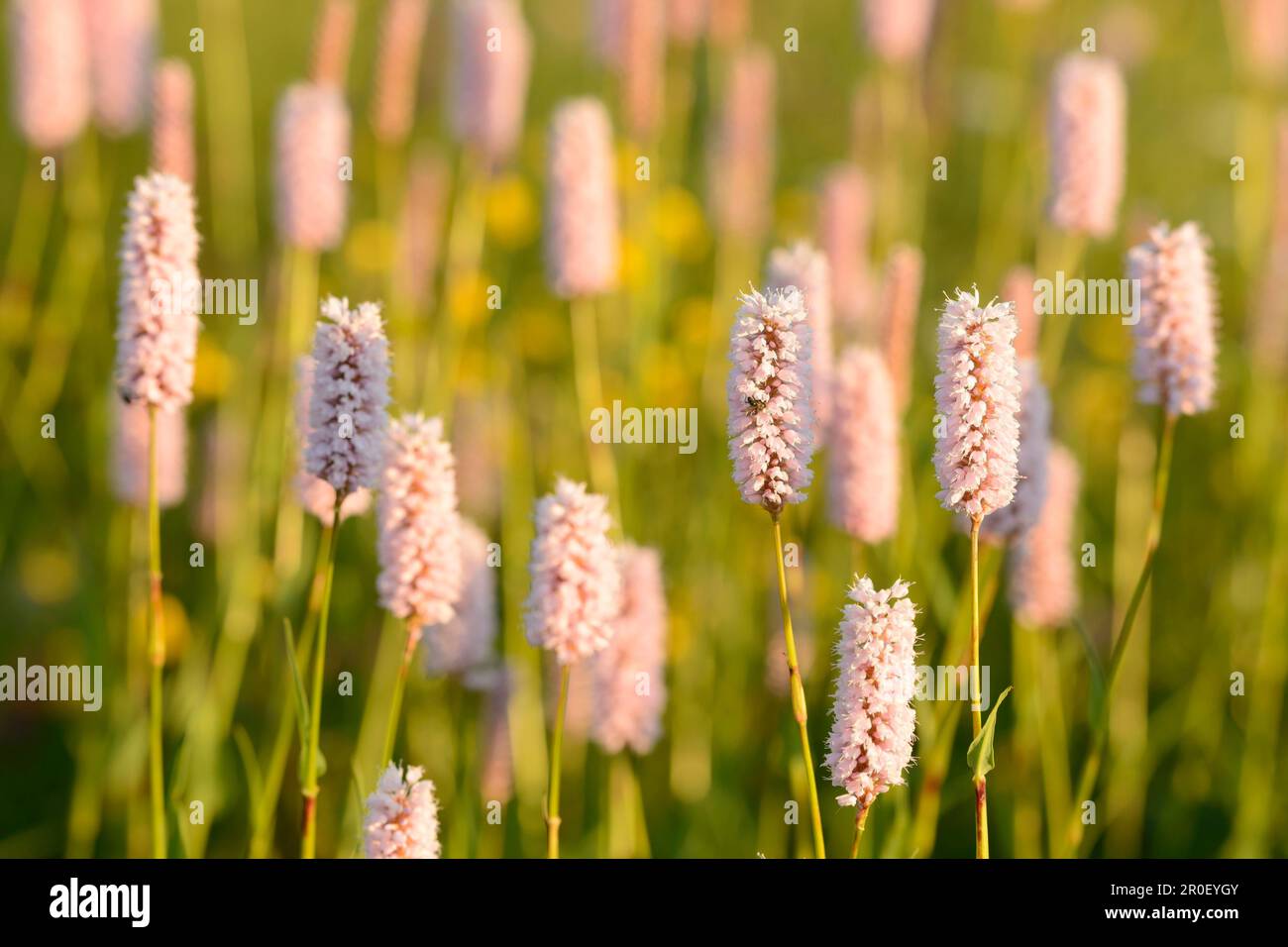 Meadow knotweed, snake knotweed (Polygonum bistorta), snakeweed, Vosges ...