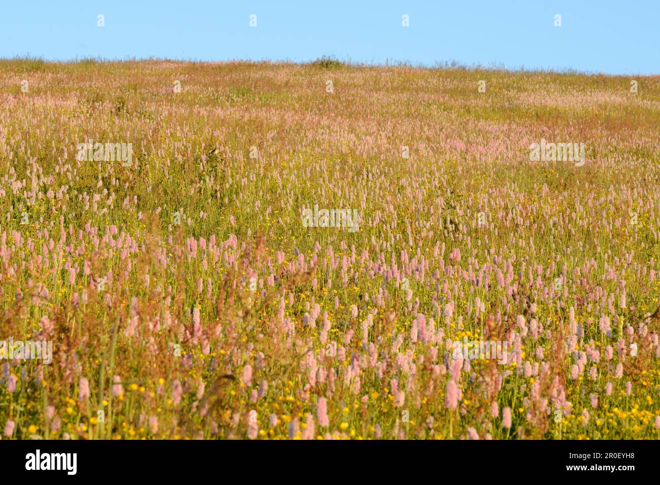 Meadow knotweed, snake knotweed (Polygonum bistorta), snakeweed, Vosges ...