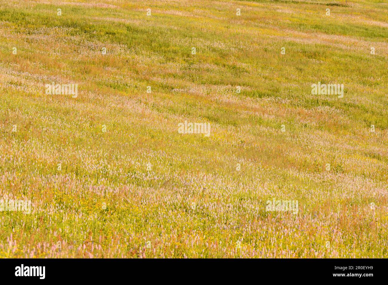 Meadow knotweed, snake knotweed (Polygonum bistorta), snakeweed, Vosges ...