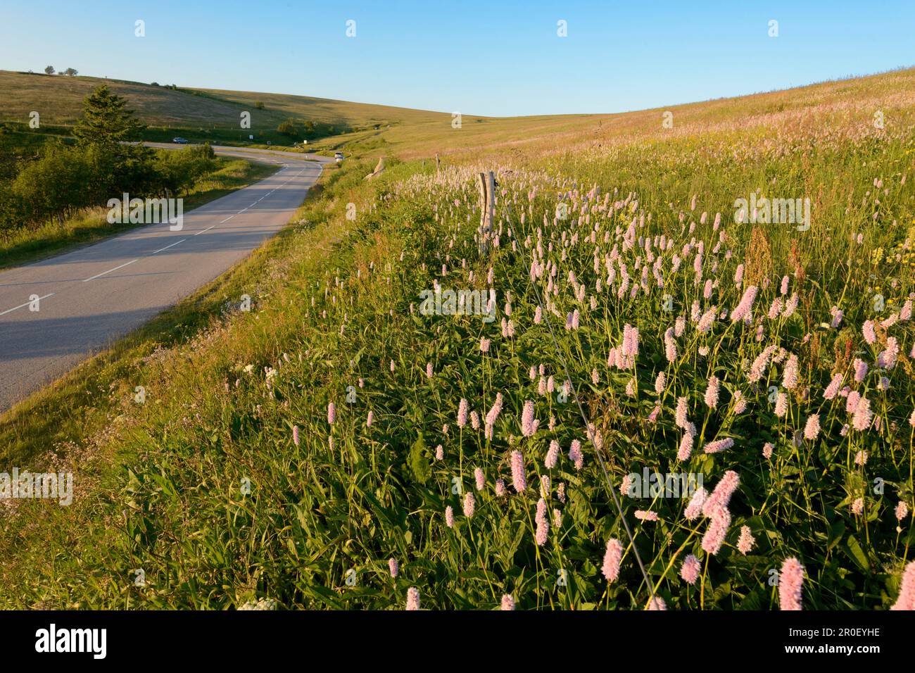 Meadow knotweed, snake knotweed (Polygonum bistorta), snakeweed, Vosges ...