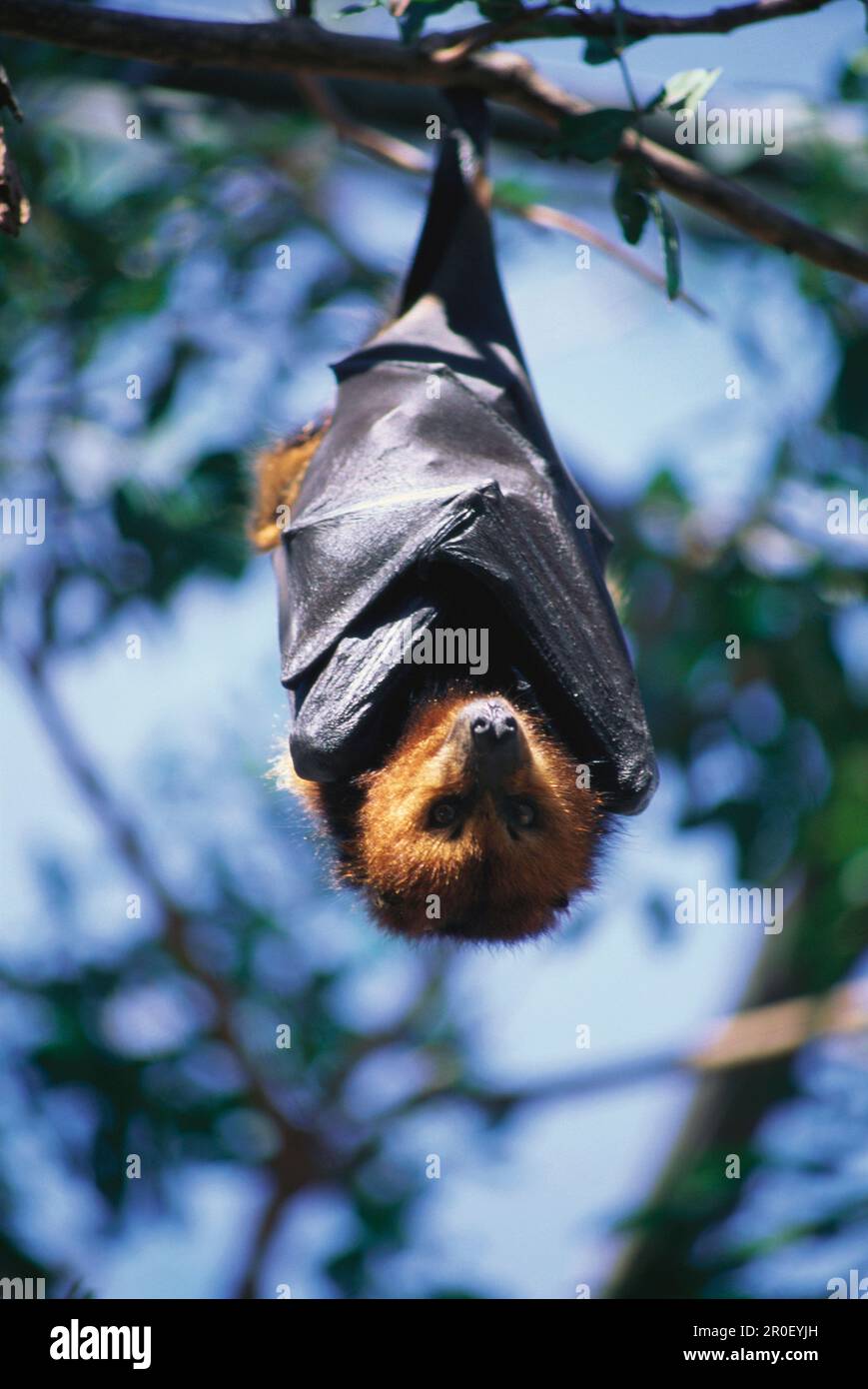 Flying fox hanging on a branch, Casela Bird Park, Mauritius, Africa ...